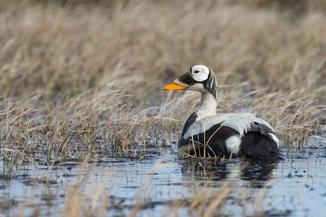 Alaska - 12th June (Day 16) | Focusing on Wildlife