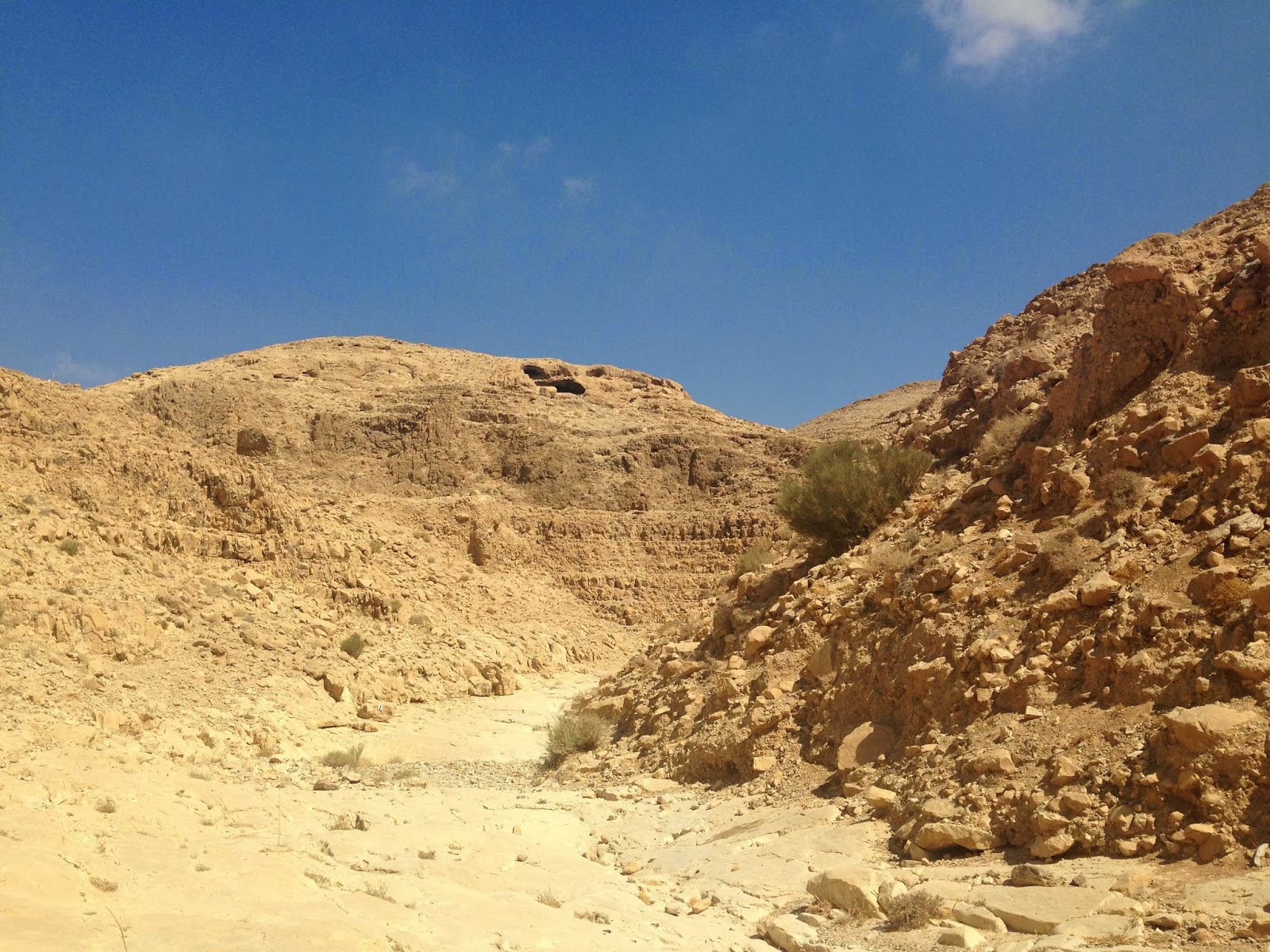 Covered in His Dust: Trees of the Desert: ROTEM