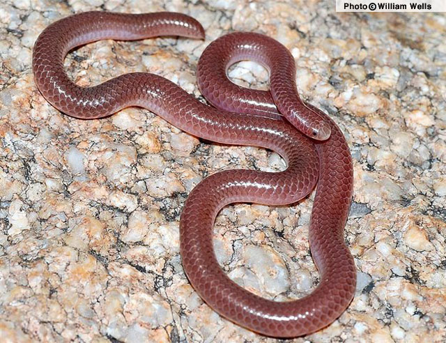 Thread Snake world Small Snakes ~ planetanimalzone