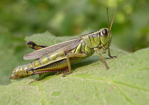 HESCH HISTORY: The "Grasshopper Plagues"