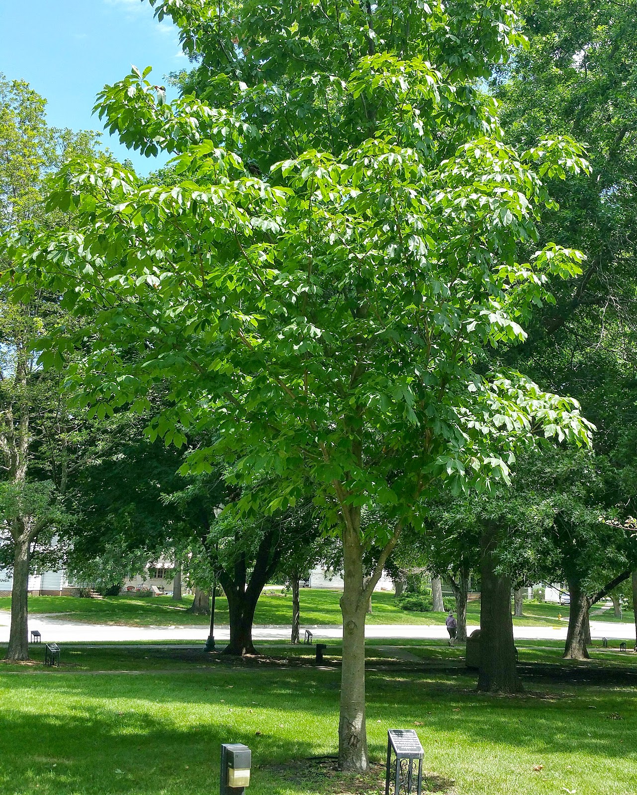 History and Culture by Bicycle: Storm Lake, Iowa: Living Heritage Tree ...