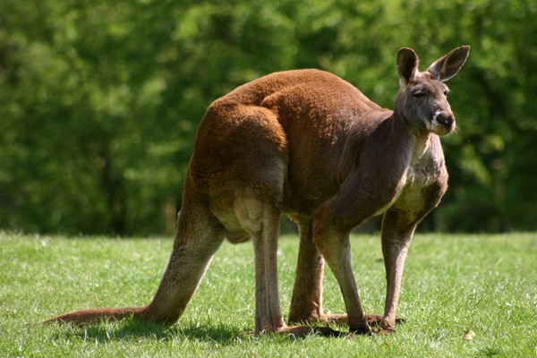 Why Kangaroos Live only in Austria