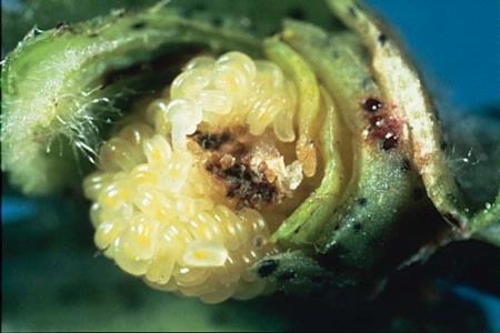 Sustainable Ag: A View from the Field: Things Are Pretty Quiet in the ...