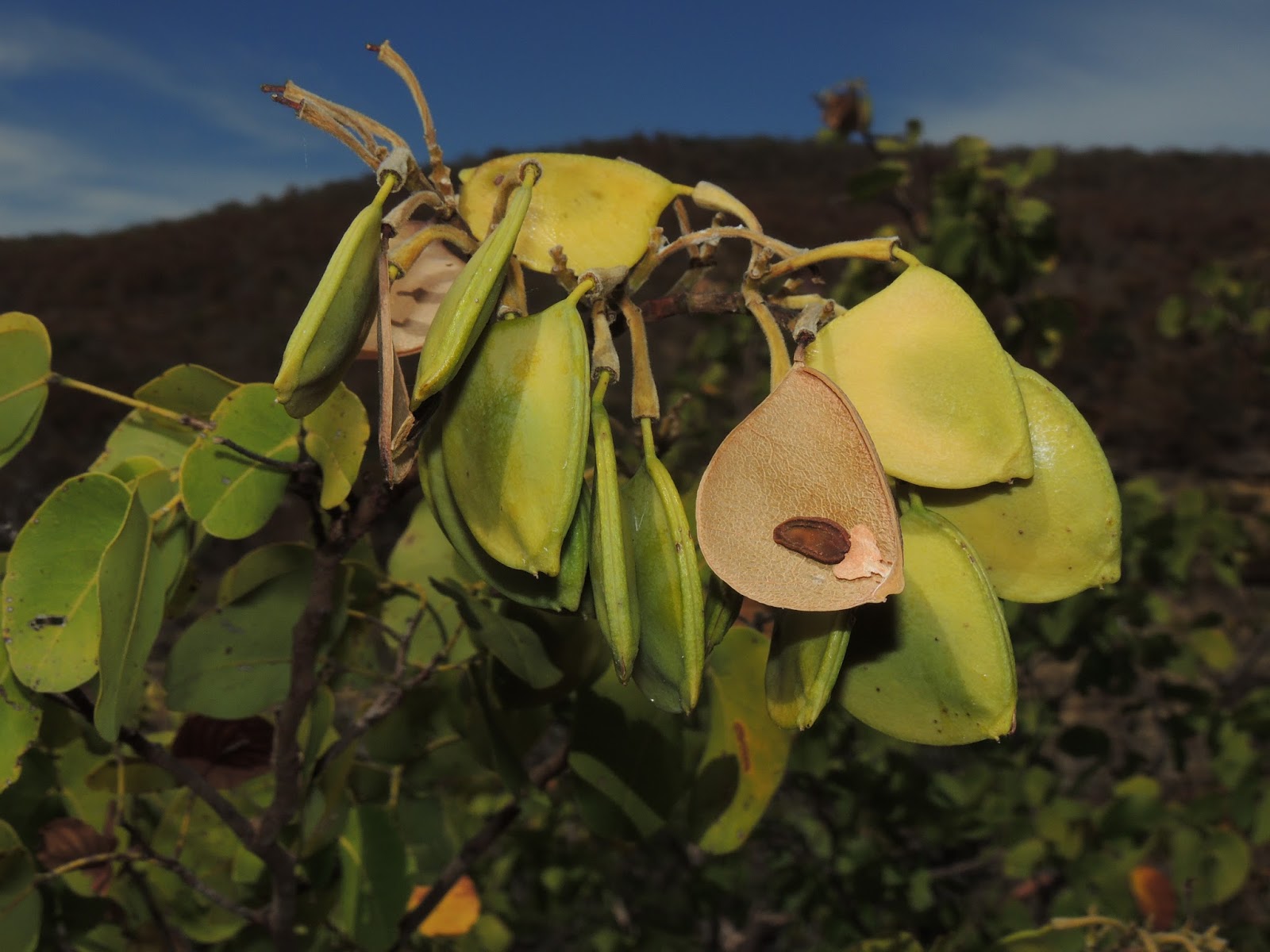 Fabaceae - Leguminosae no Brasil: Peltogyne