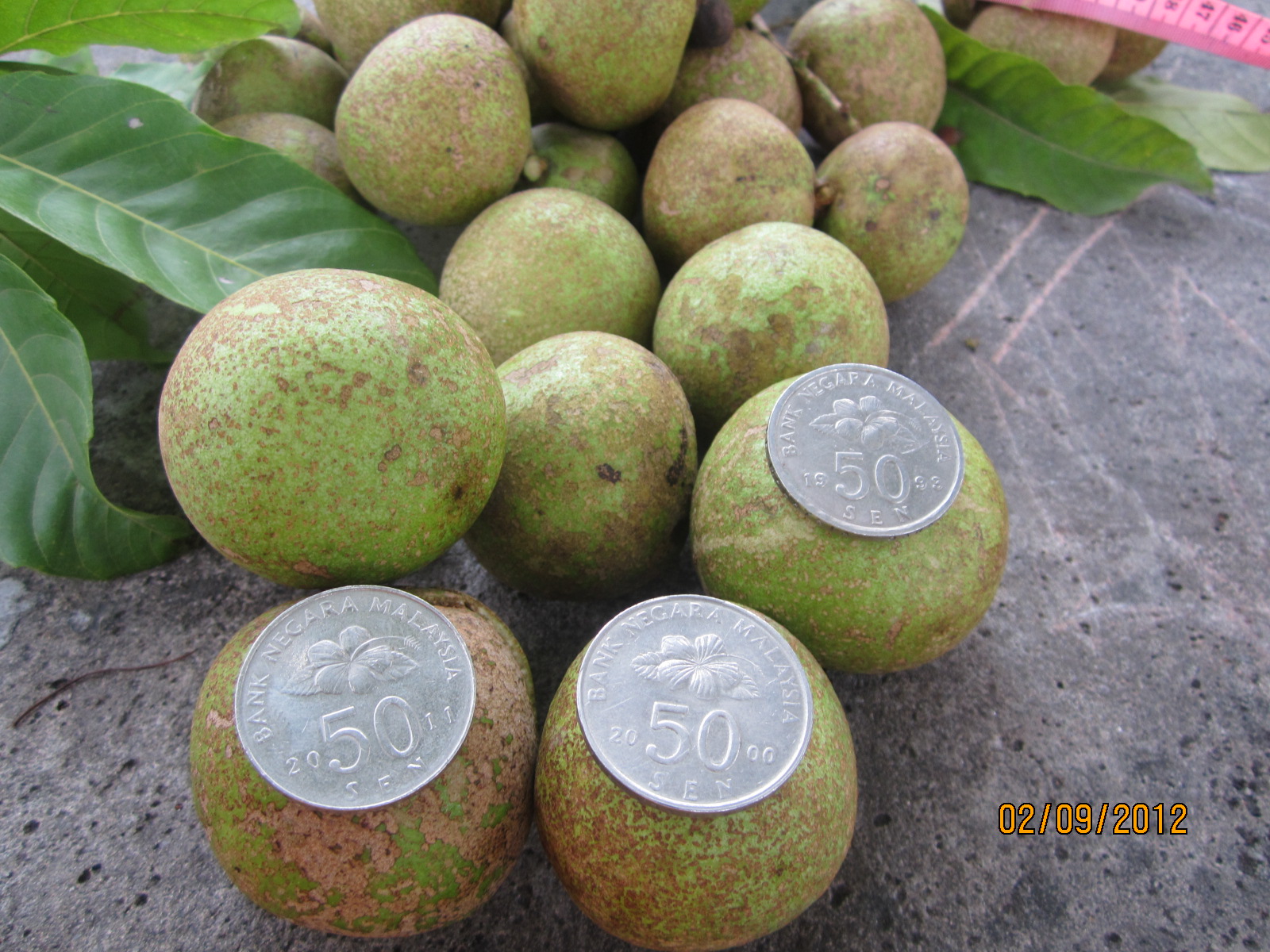 Anika MyRasa: LONGAN BRAZIL- BUAH EDISI TERHAD/JARANG BERBUAH