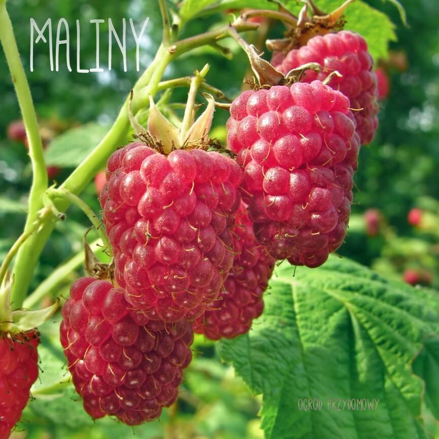 Będzie też maliniak, czyli rabata z malinami | Ogród przydomowy - blog ...