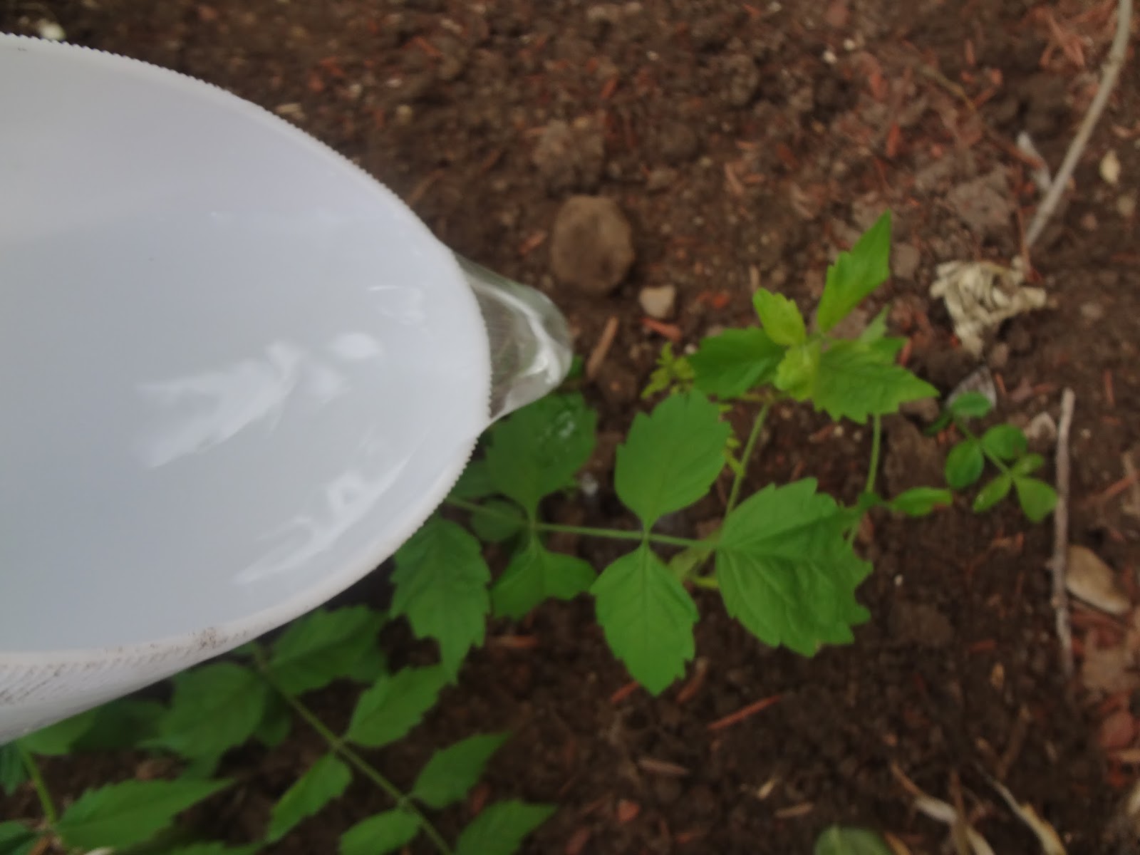 Niftynnifer's Crochet & Crafts: How to Propagate Trumpet Vine