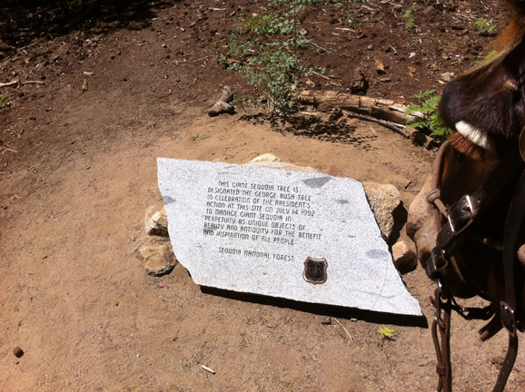 MuleTrail: Seeking The George Bush Tree 7-17-11