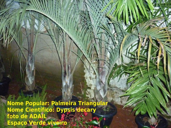 Viveiro Espaço Verde: PALMEIRA TRIANGULAR