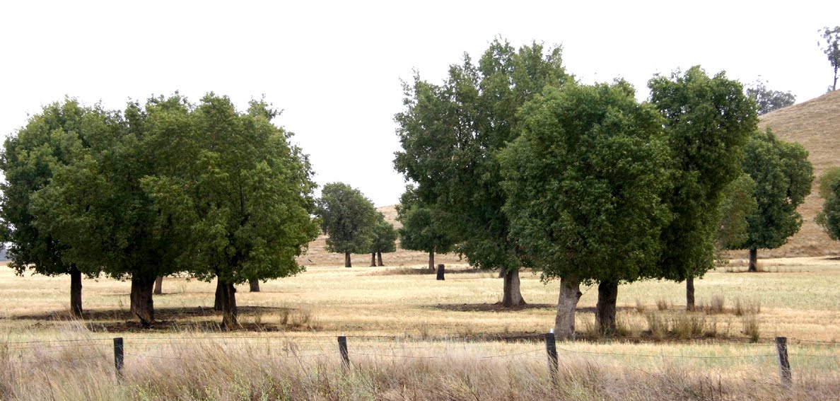 Toowoomba Plants: Kurrajong - The Perfect Shade Tree