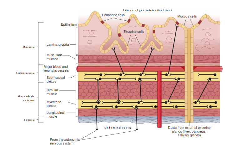 Dr.Manmeen's Biology: STRUCTURE OF GASTRO-INTESTINAL WALL