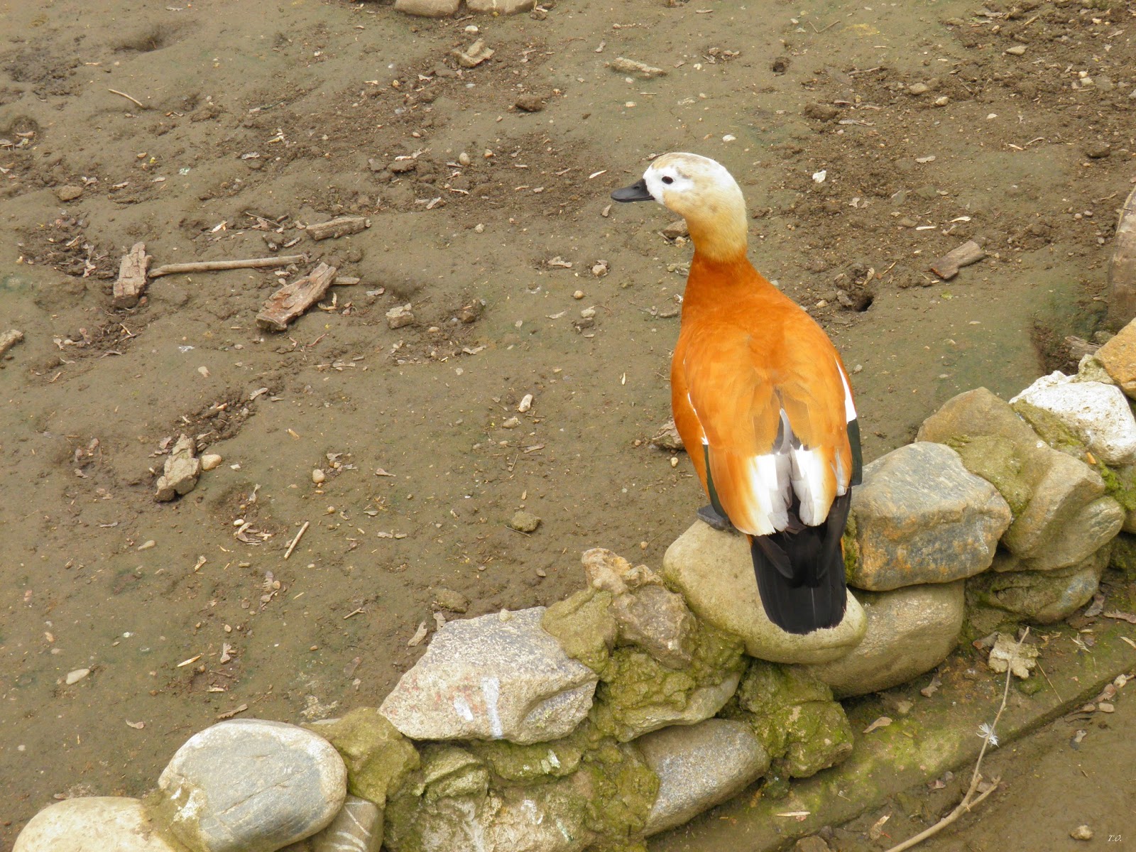 PASARI DIN ROMANIA: CALIFAR ROSU, Tadorna ferruginea