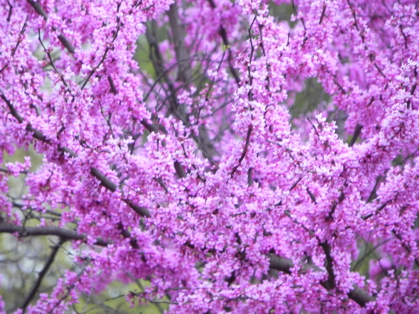 Let Your Light Shine: The Judas Tree