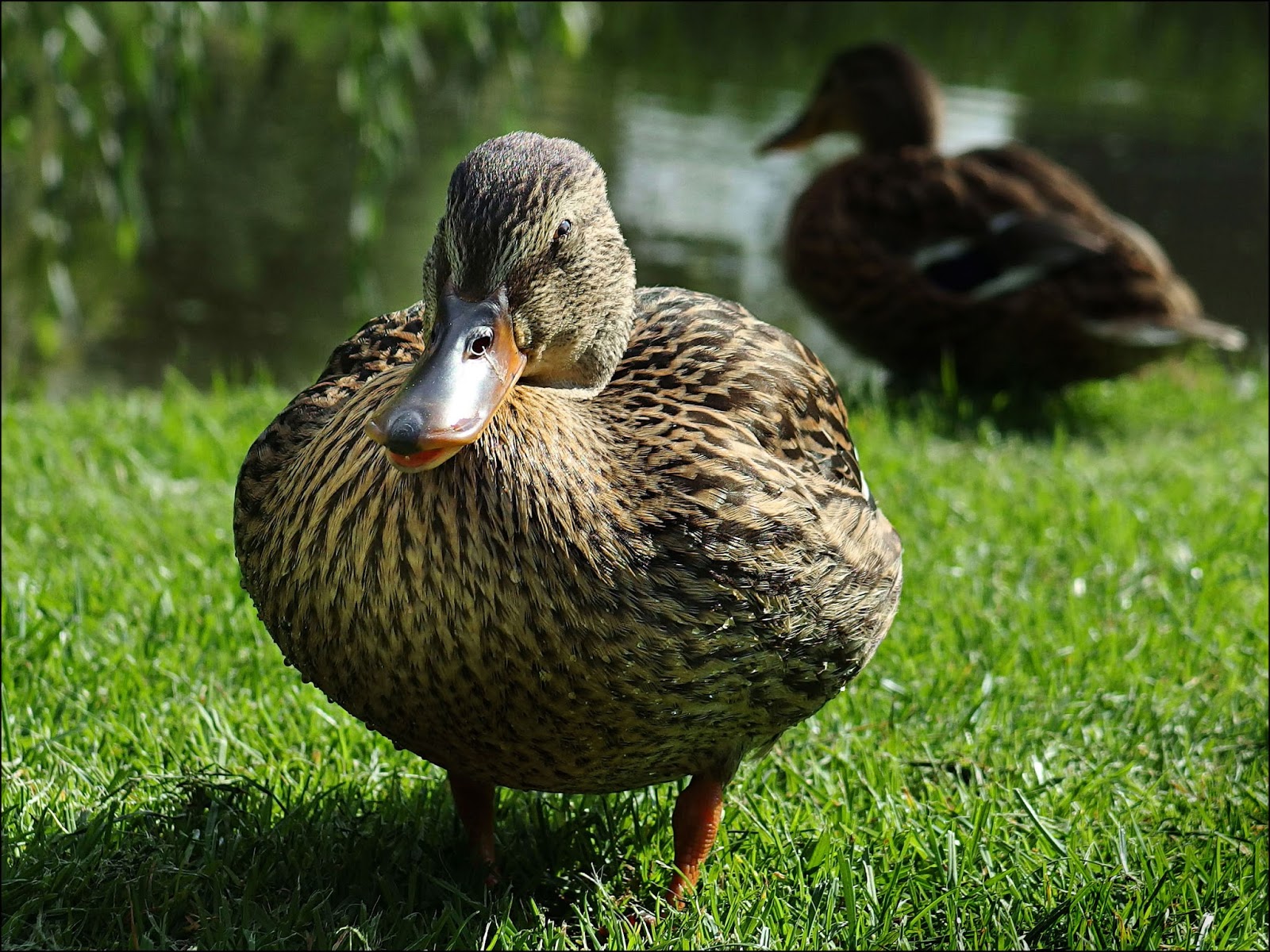 "By Stargoose And Hanglands": Hello, Me Old Duck!