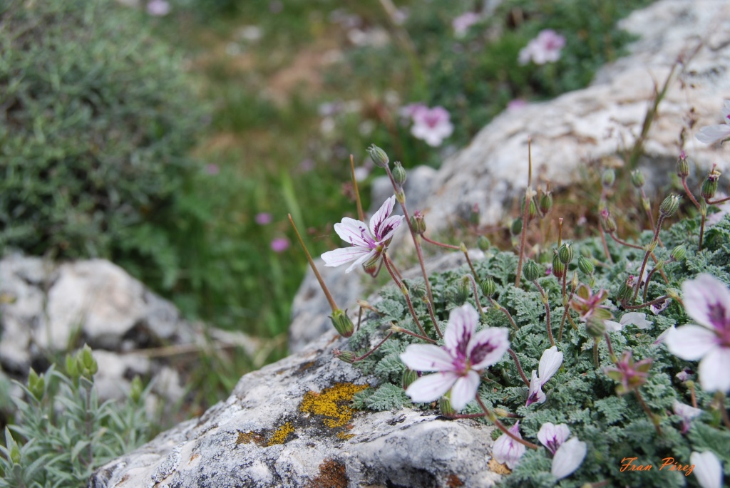 Flora de la Península Ibérica: Erodium cazorlanum (Fam. Geraniaceae ...
