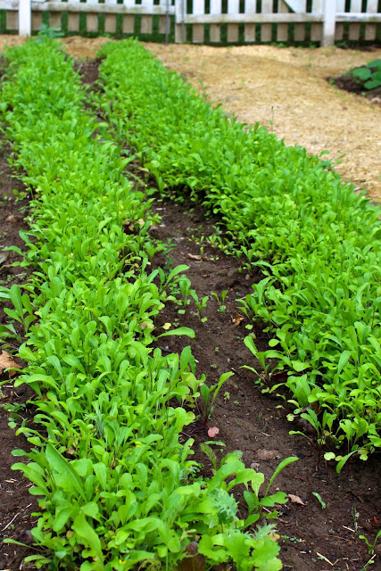 How to Grow Arugula, Tips and Guide for Growing Arugula Plants ...