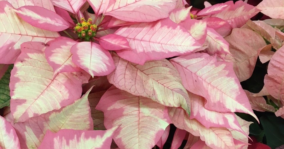 JeffCo Master Gardeners: Choosing and Caring for Your Poinsettia By ... JeffCo Master Gardeners: Choosing and Caring for Your Poinsettia By ...