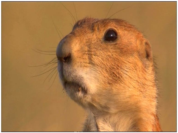 Sean Connolly :: Actor & Voice Artist :: News Blog: CBeebies TV Series ...