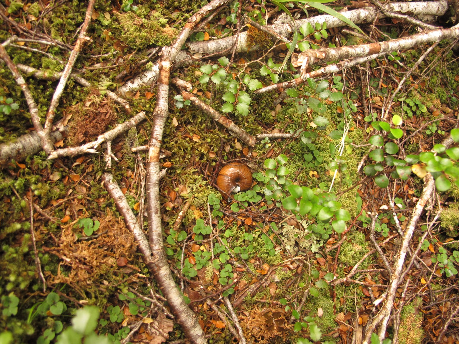 Come, walk with me.: Heaphy Track - day 2 Gouland Downs hut to Saxon Hut