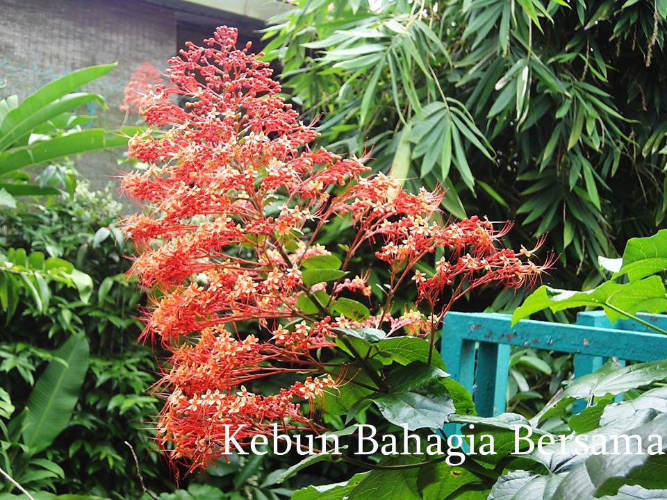 Kebun Bahagia Bersama: BUNGA WARNA MERAH