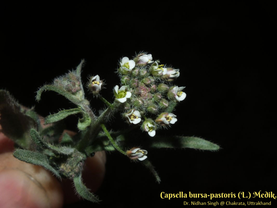 Medicinal Plants: Capsella bursa-pastoris, Shepherd's Purse. كيس الراعى ...