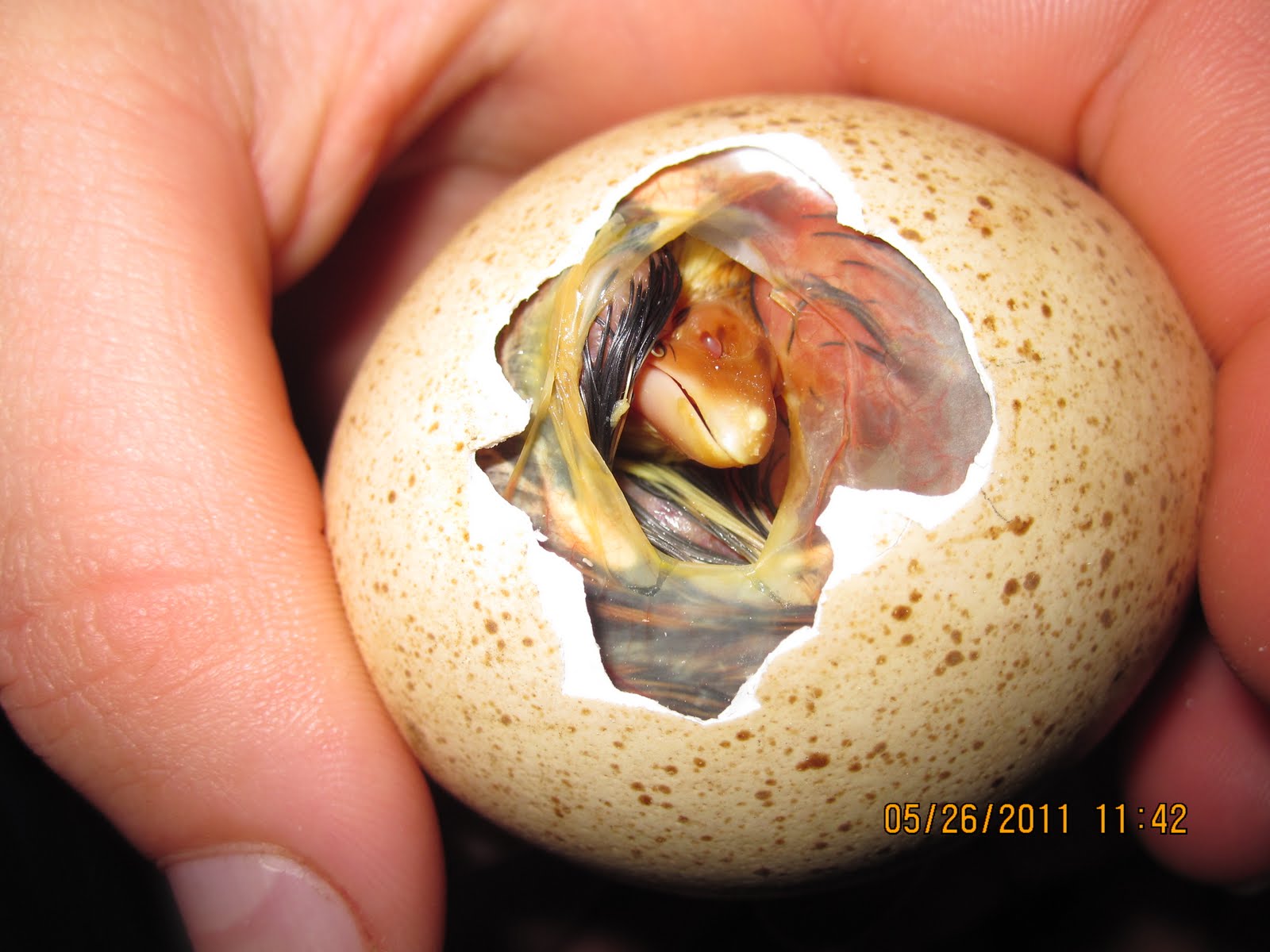 Hatching Turkeys | Movin' Like A Herd of Turtles