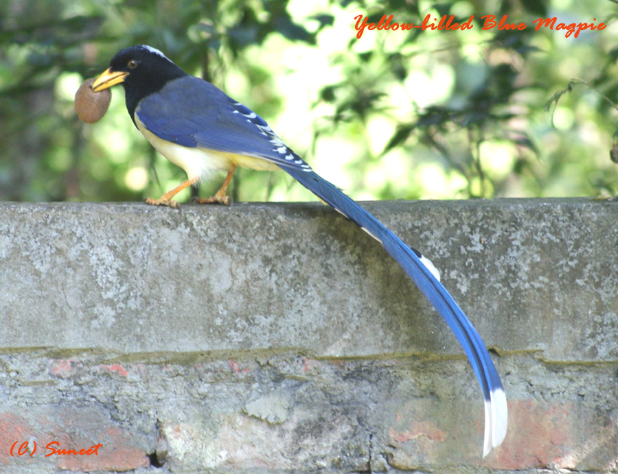 flying beauties of himachal pradesh: Yellow-billed Blue Magpie(Urocissa ...