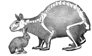 Species New to Science: [Mammalogy • 2011] Nuralagus rex | Minorcan ...
