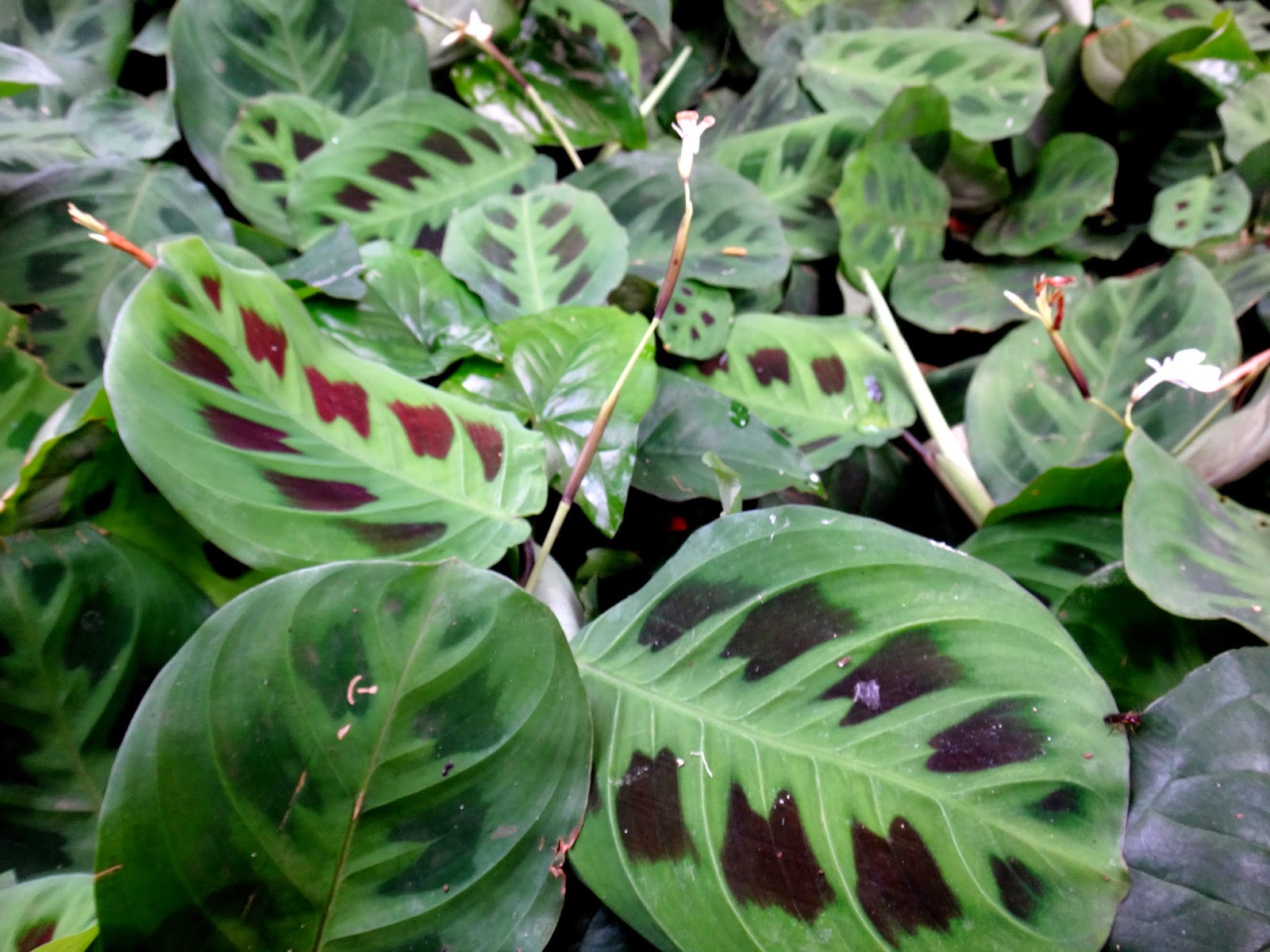 Uma flor por dia: Maranta, barriga-de-sapo, pena-de-pavão