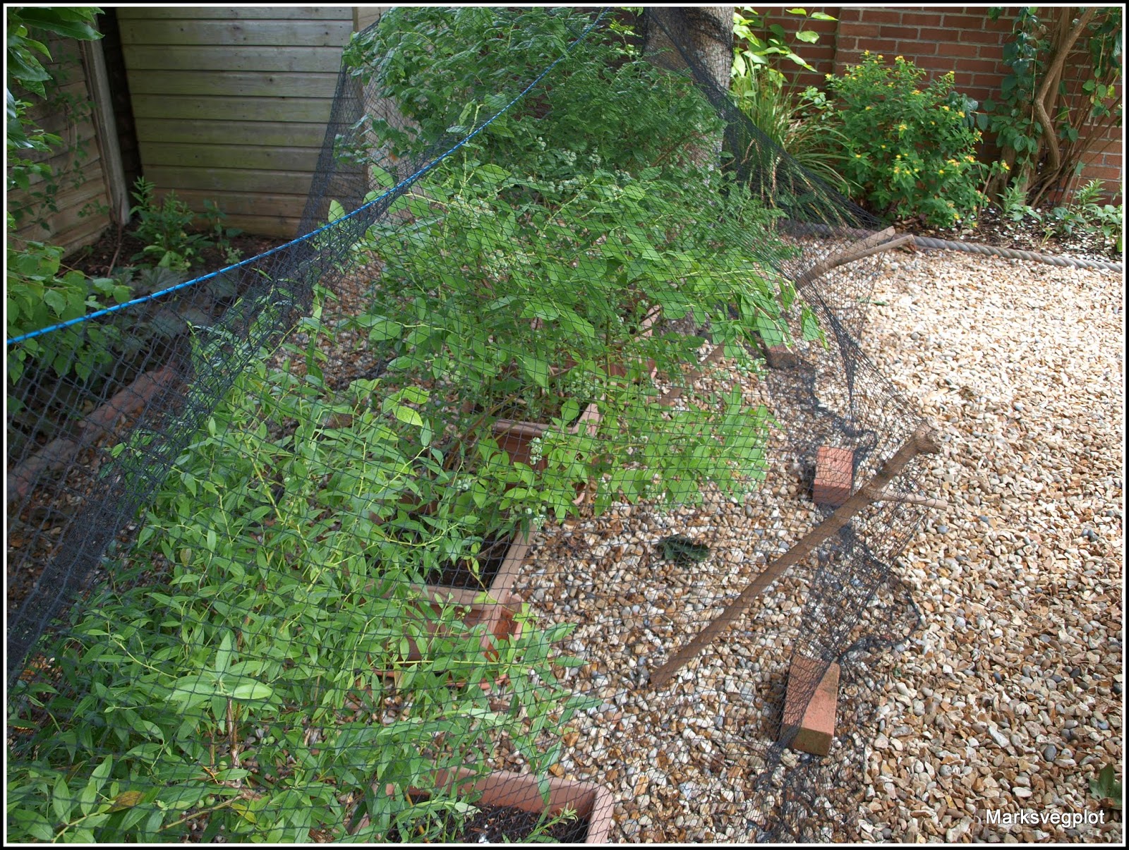Mark's Veg Plot: Netting the Blueberries
