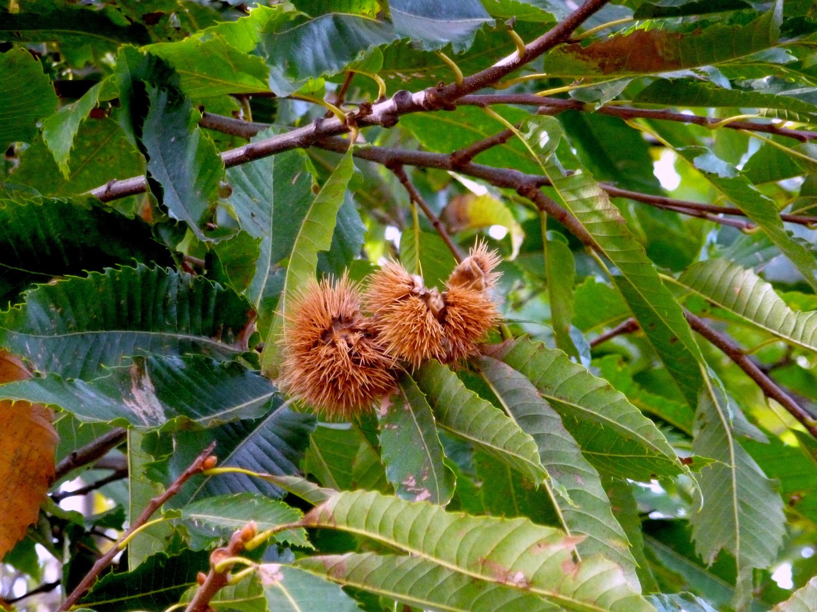 Árboles con alma: Castaño. Castanyer. (Castanea sativa)
