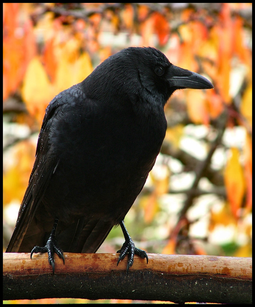 musings atbp.: September 2013