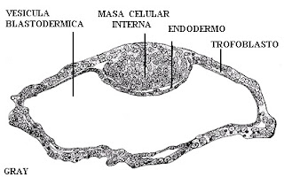 MANUAL DE REPRODUCCION BOVINA: EMBRIOLOGIA
