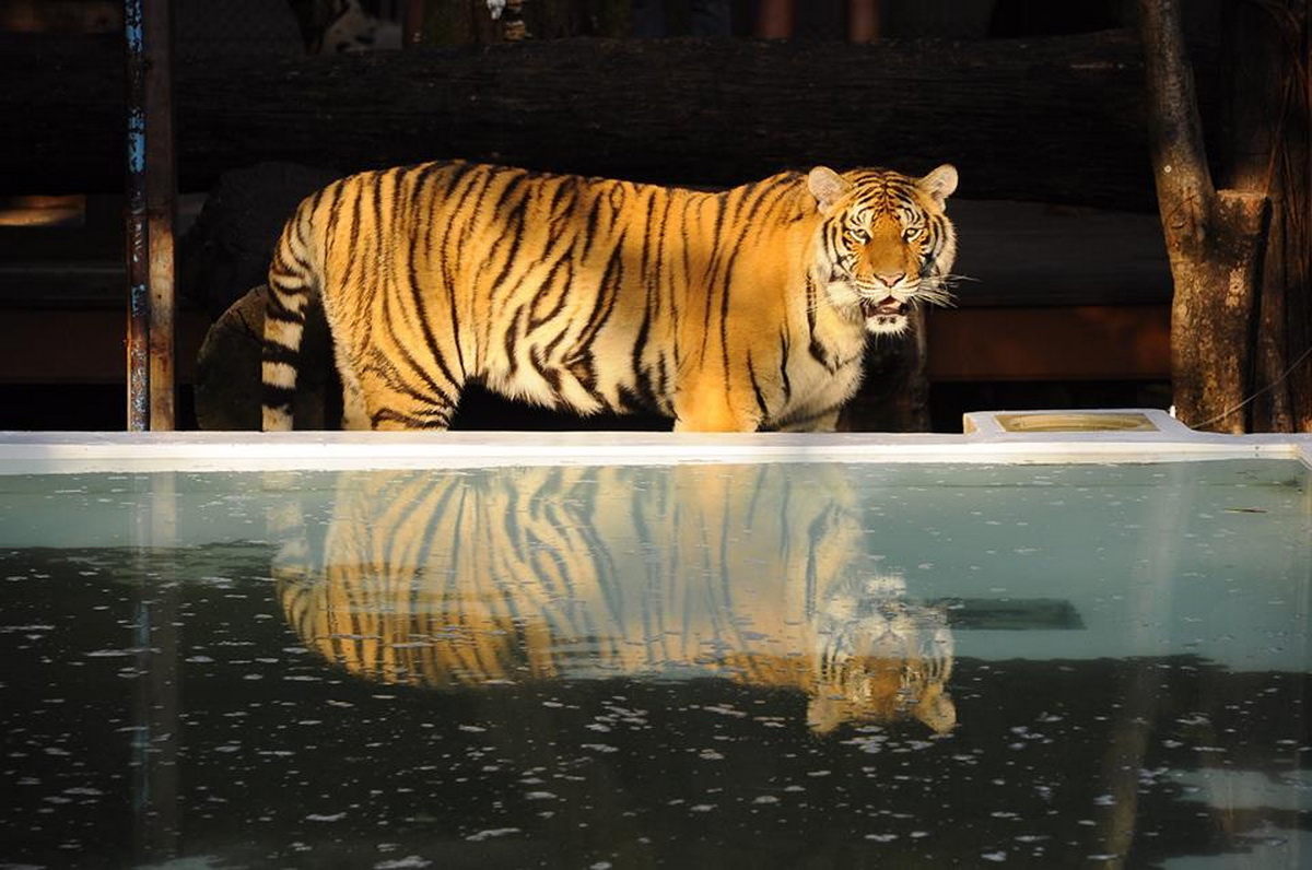 Chiang Mai Travel: Tour to Tiger Kingdom Chiang Mai