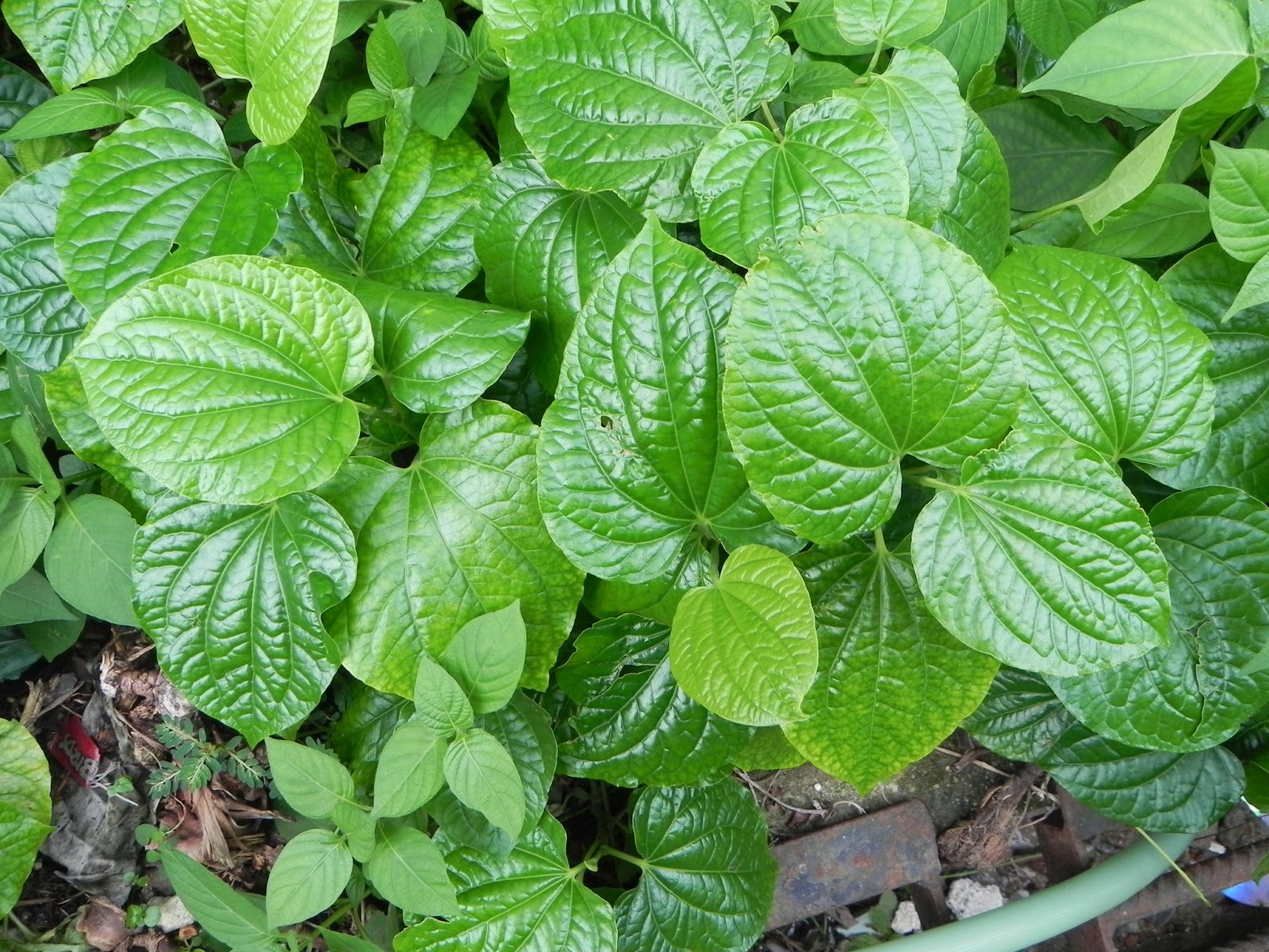 Diet Sihat: Julai 2013