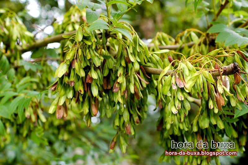 O Freixo e as suas características medicinais - horadabuxa - Horadabuxa ...