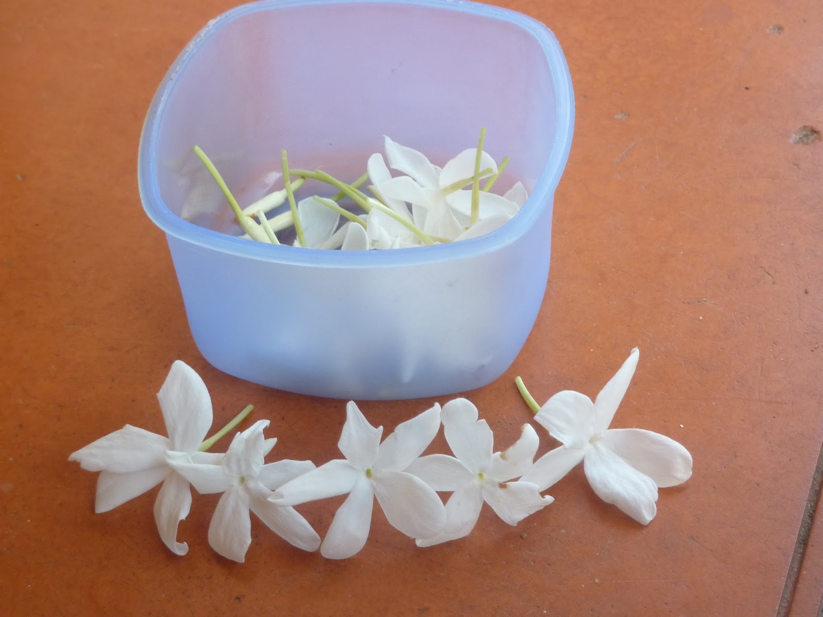 Our Edible Garden: Jaathi malli - End of season review