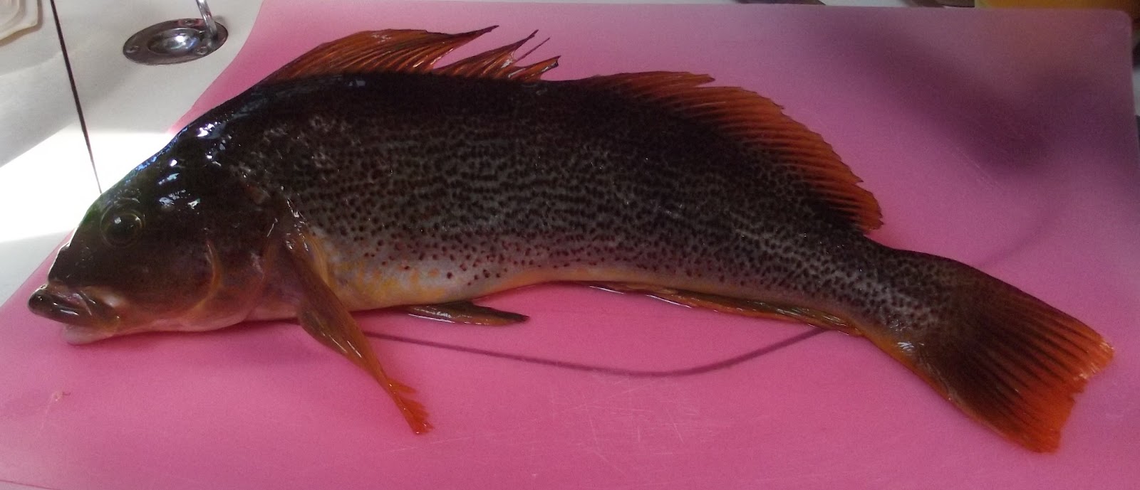 Comocean Sets Sail: Looking Back on the Broughtons