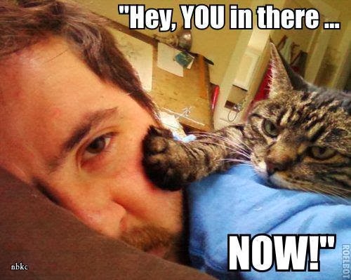 Earth~2~SD: Crazy Funny Cat Pictures with Captions