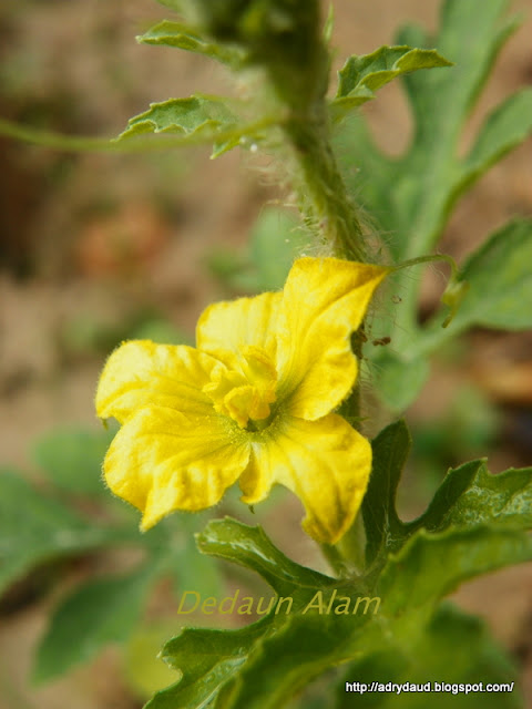 Dedaun Alam: Kebun Kecil Tepi Pagar - Bunga Tembikai Kuning