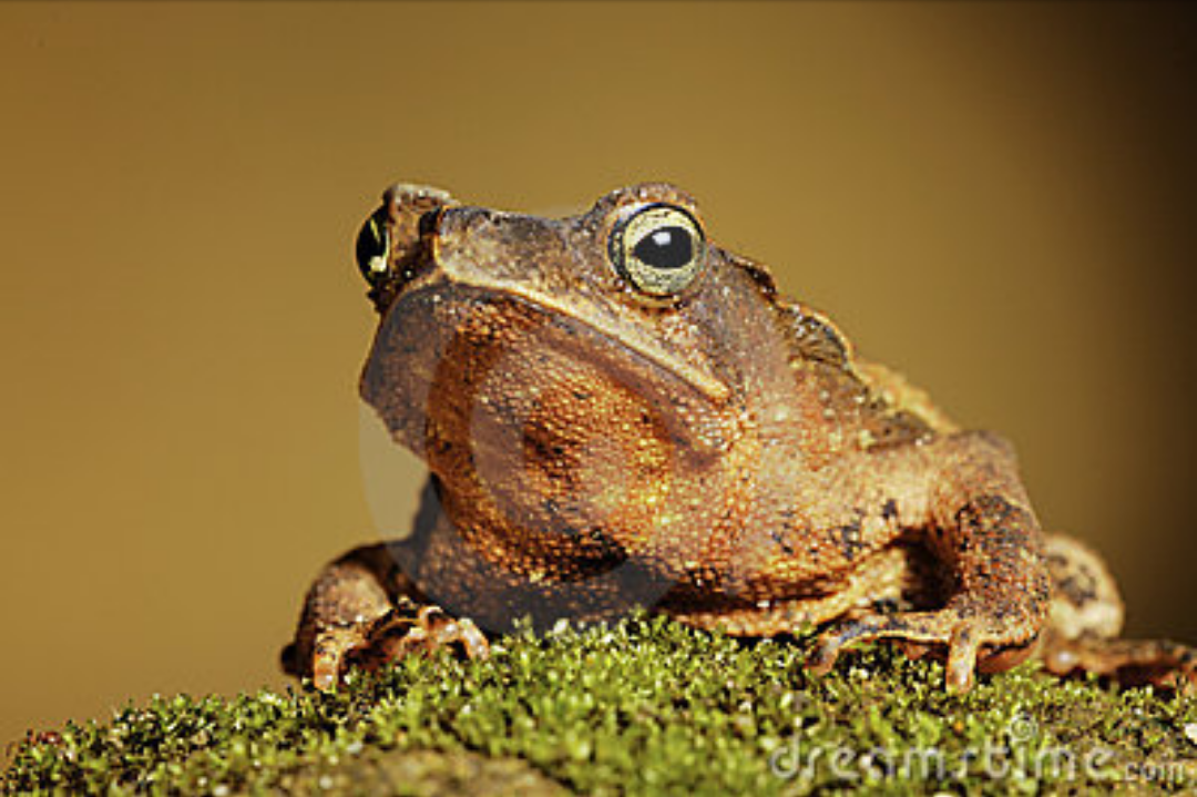 sapo de cresta grande