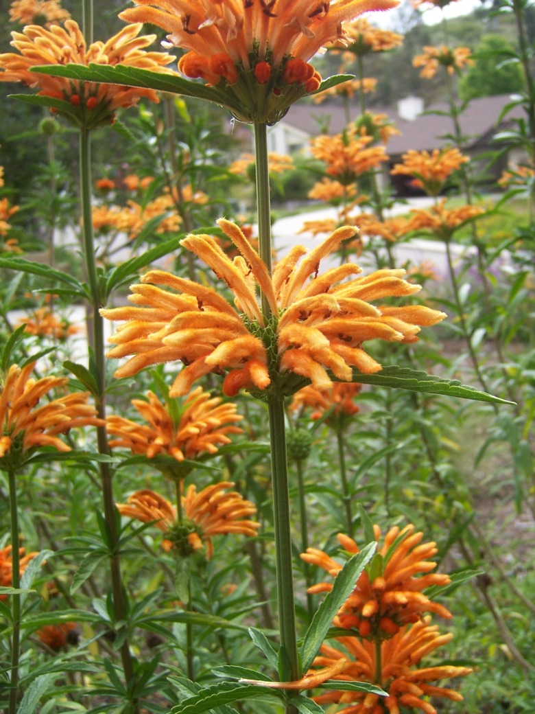 The 2 Minute Gardener: Photo - Lion's Tail (Leonotis leonurus)