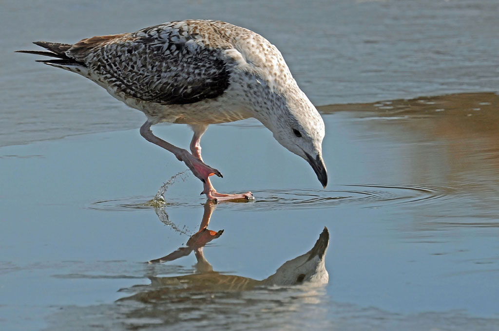 NJ Bird Photos: Birds of New Jersey: March 6, 2011