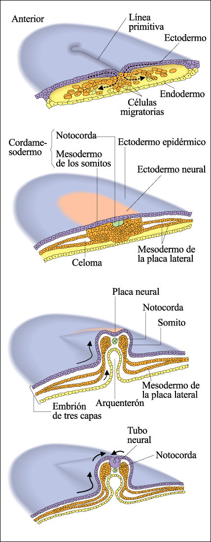 Trabajos Realizados durante el Segundo Lapso De Biologia