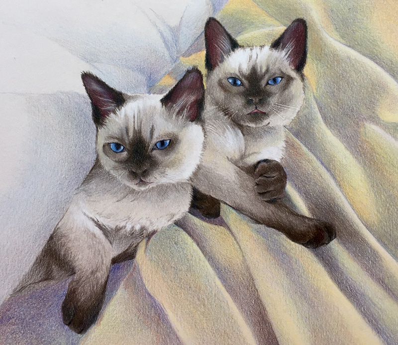 KJF DESIGN Fine Art: Recent Colored Pencil Pet Portraits