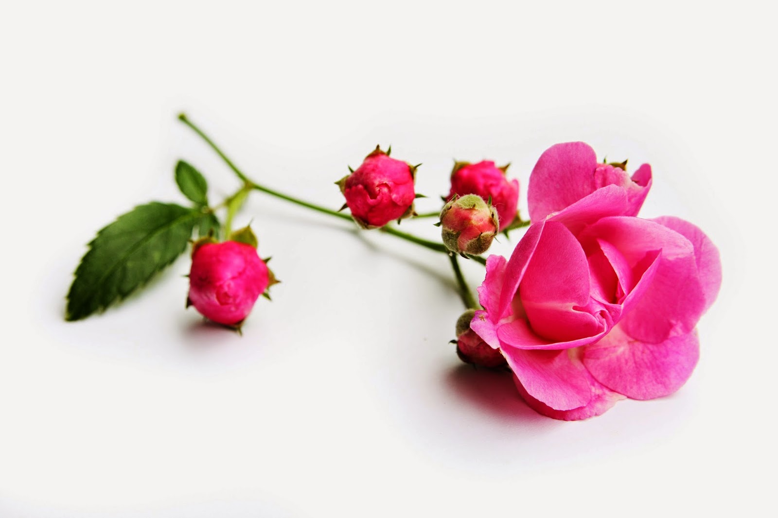 GenieQ: Fearless Females - March 30 - roses