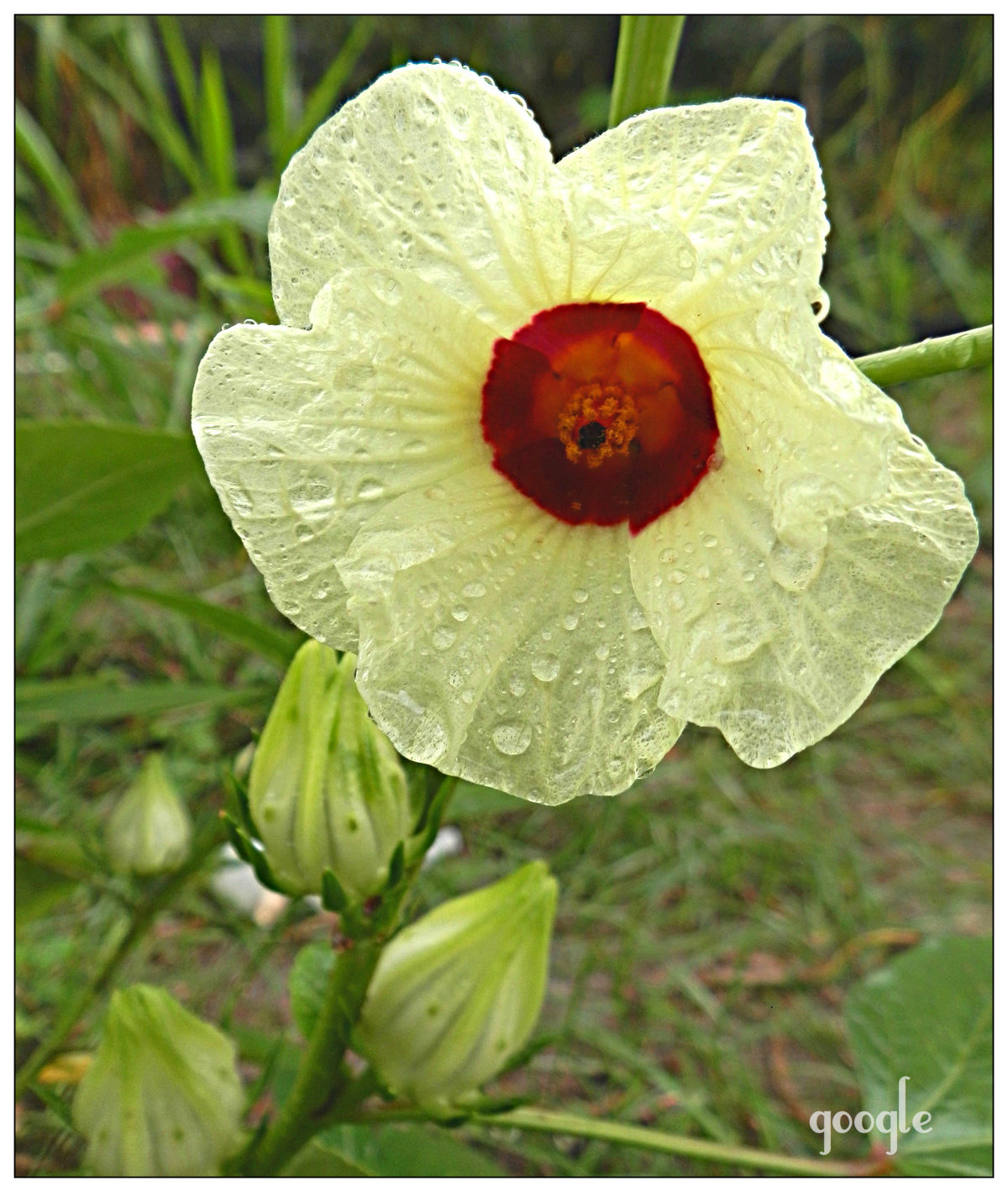 My Green Eye's: Kitchen Garden: Roselle