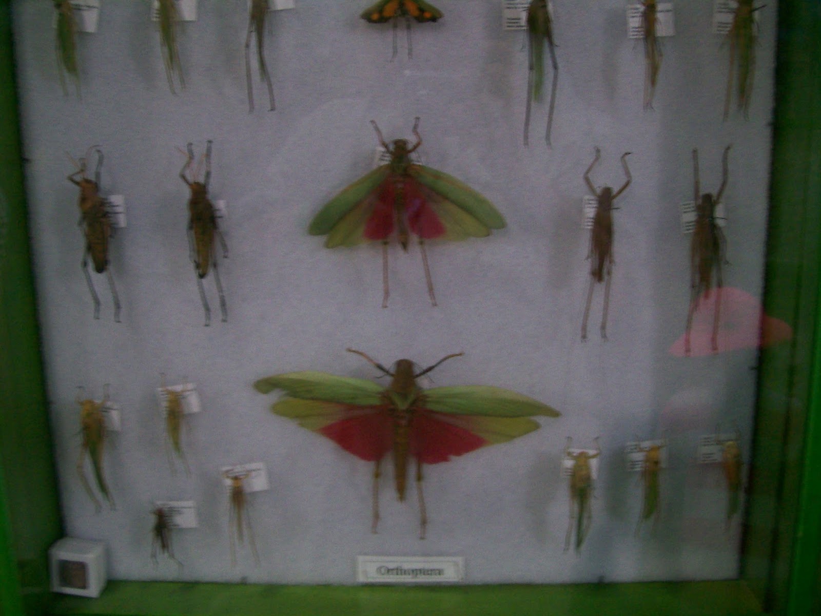 Rockhounding Around: Cruising the Caribbean - Day 4 Roatan, Honduras ...