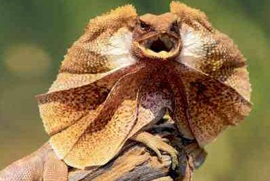 Design Context: Lizards. Evolutionary attributes.