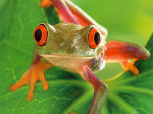 Makalah Yang Dicari: Makalah Biologi Zoologi Vertebrata : Amphibia atau ...